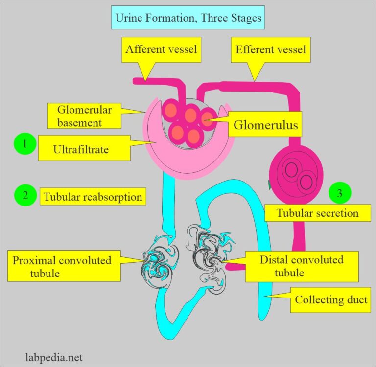 Urine Samples Type, and Composition - Labpedia.net