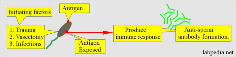 Semen:- Part 4 - Workup of Infertile Couple - Labpedia.net