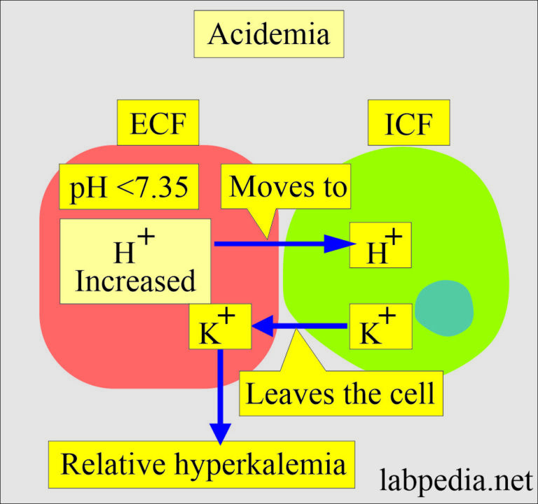 Acid-base Balance:- Part 1 A - Introduction to the Acid-Base Balance - Labpedia.net
