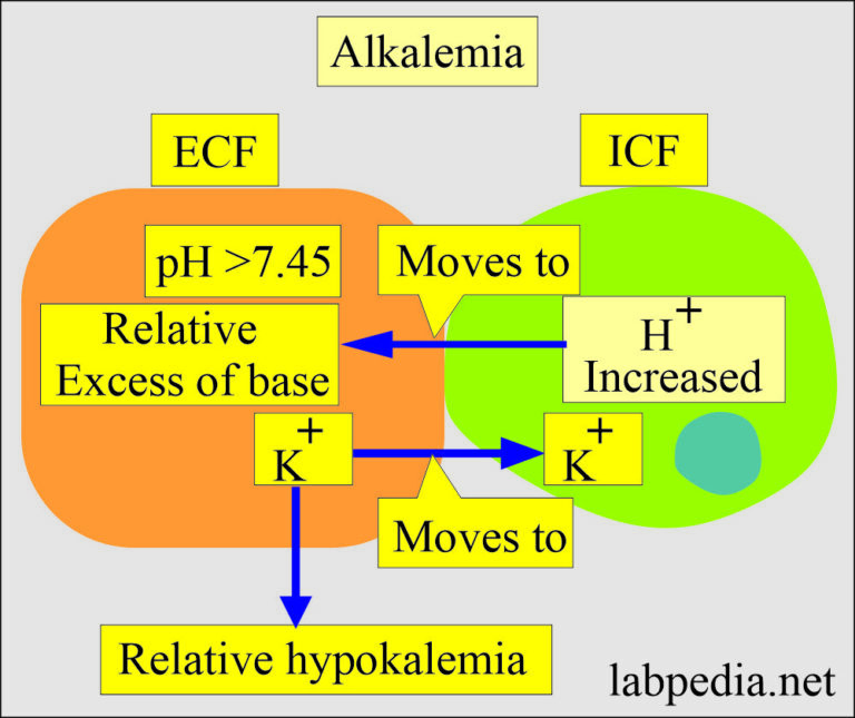 Acid-base Balance:- Part 1 A - Introduction to the Acid-Base Balance ...
