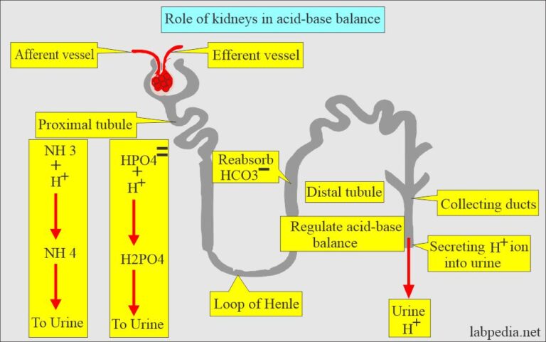 Acid-Base Balance:- Part 1 B - Acid-Base System - Labpedia.net
