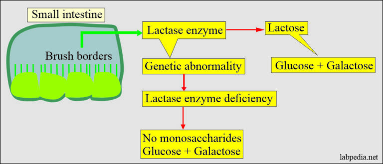 Lactase Enzyme Deficiency, Lactose Intolerance - Labpedia.net