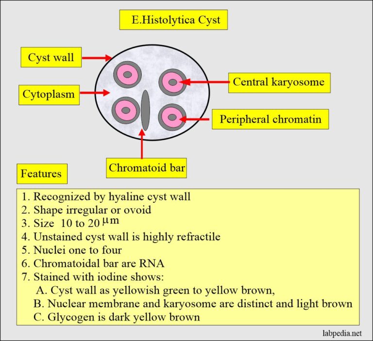 Stool Examination:- Part 1 - Stool Examination and Interpretations ...