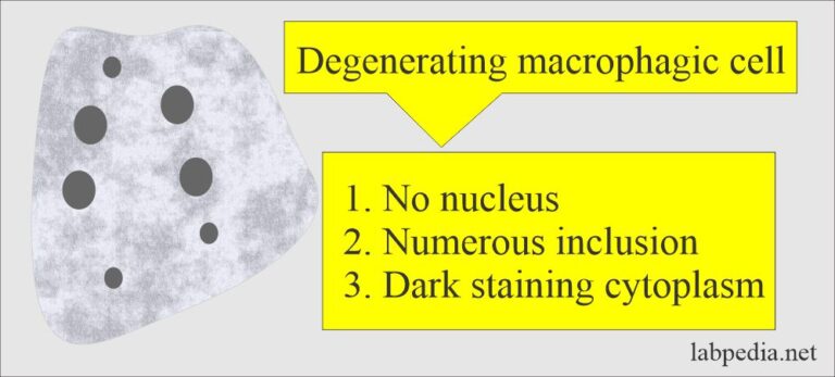 Stool Examination:- Part 1 - Stool Examination and Interpretations ...