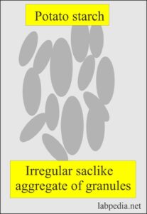 Stool Examination:- Part 1 - Stool Examination and Interpretations ...