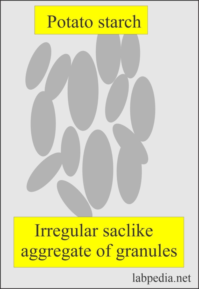 Stool Examination:- Part 1 - Stool Examination and Interpretations ...