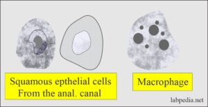 Stool Examination:- Part 1 - Stool Examination and Interpretations ...