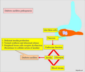 Risk factors for Diabetes Mellitus and Recommendations - Labpedia.net