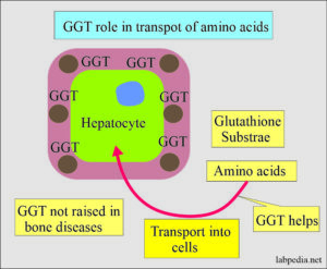 Diagnostic value of enzymes in diseases (CK, GGT, LDH, Lipase)