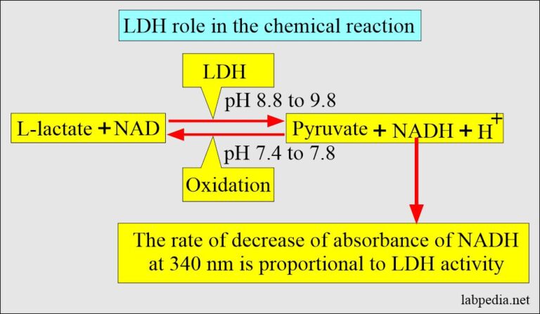 Enzymes-part-4- Creatine Kinase, Gamma GT, Lactate Dehydrogenase, and ...