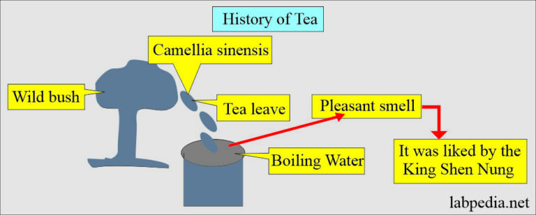 Myths about Tea, and Herbal Tea - Labpedia.net